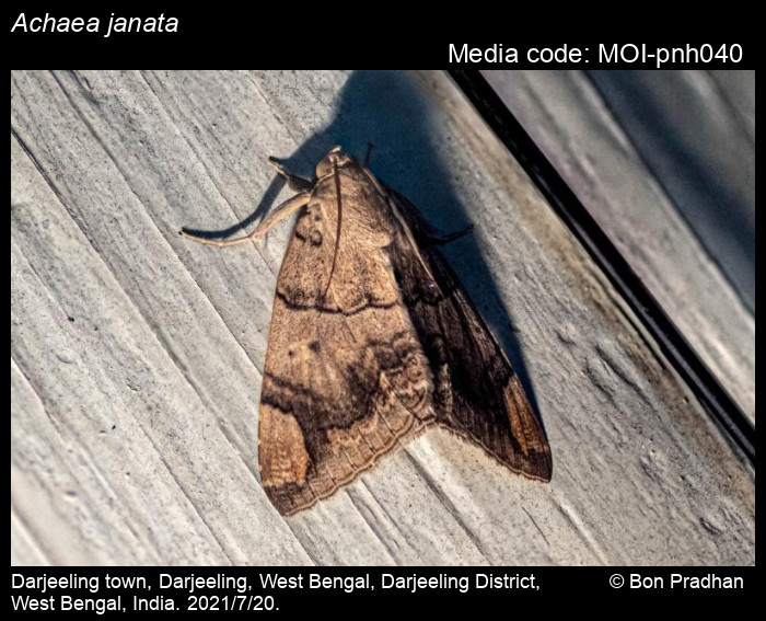 Achaea janata (Linnaeus, 1758) - Castor Semi-looper | Moths